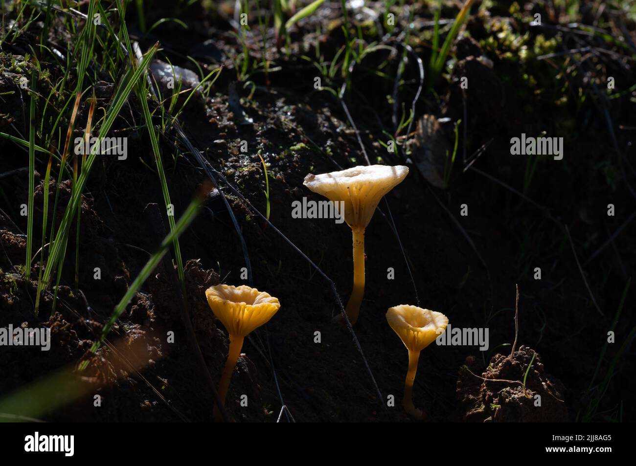 lichenomphalia chromacea, native fungi, at barossa goldfields Stock ...