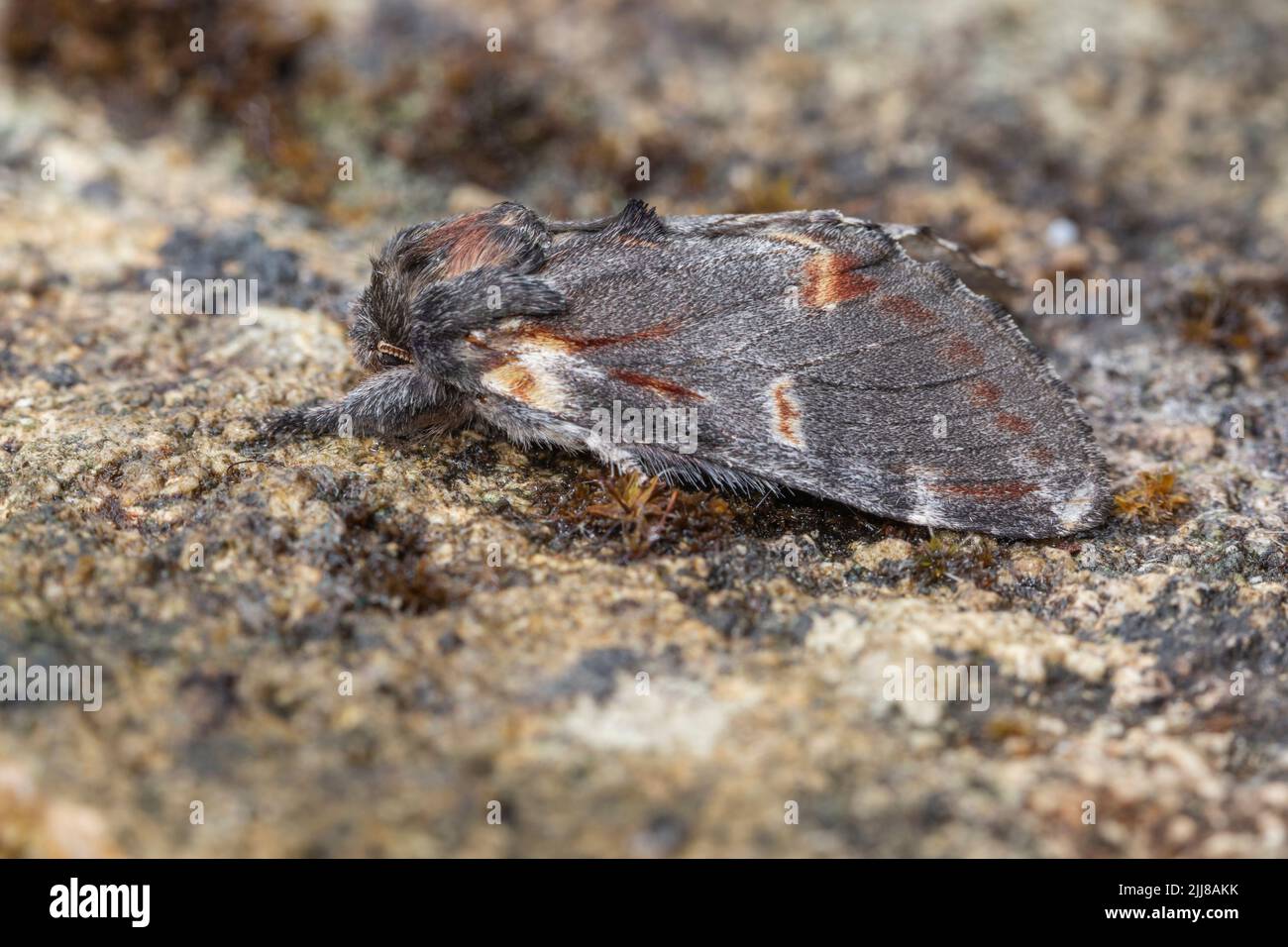 Iron prominent Notodonta dromedarius, imago, roosting, Weston-Super ...