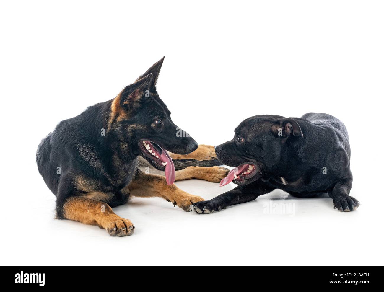 staffordshire bull terrier and german shepherd in front of white ...