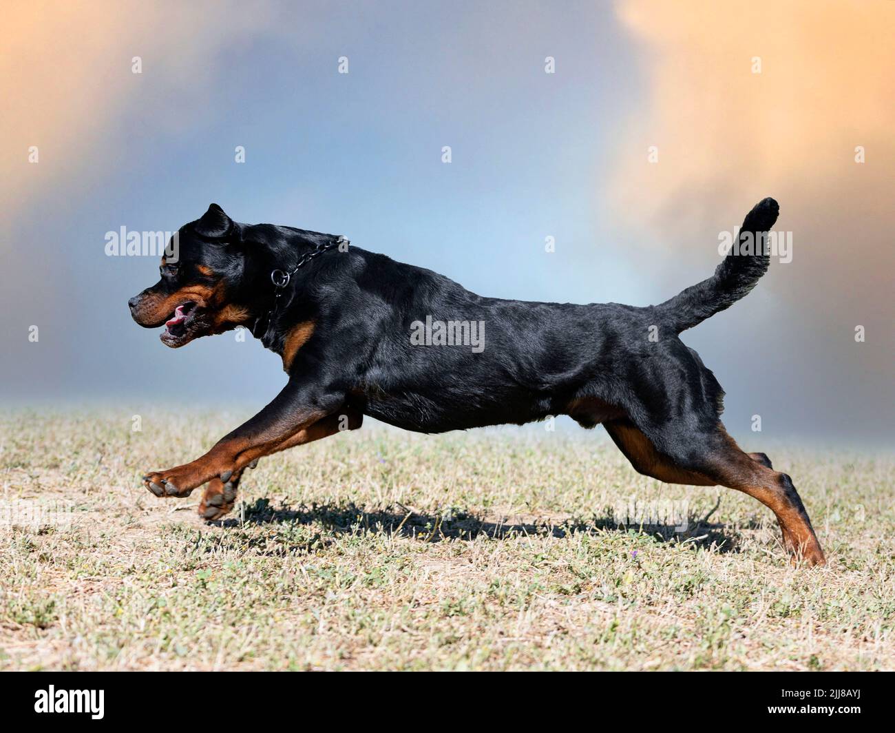 Dog rottweiler jumping agility hi-res stock photography and images - Alamy