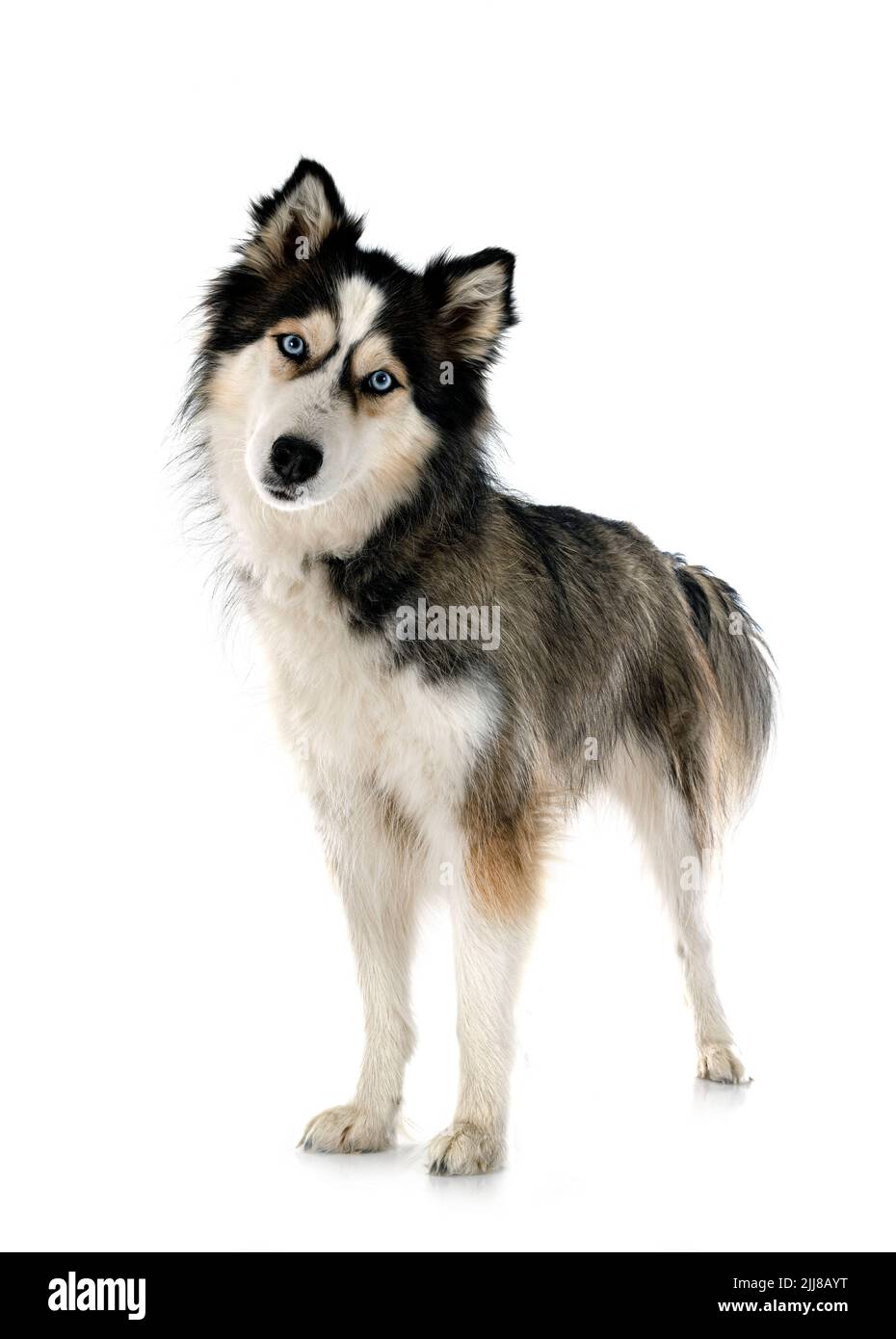 siberian husky in front of white background Stock Photo - Alamy