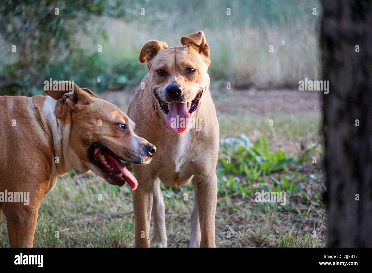 Lovely cute dog hanging hi-res stock photography and images - Alamy