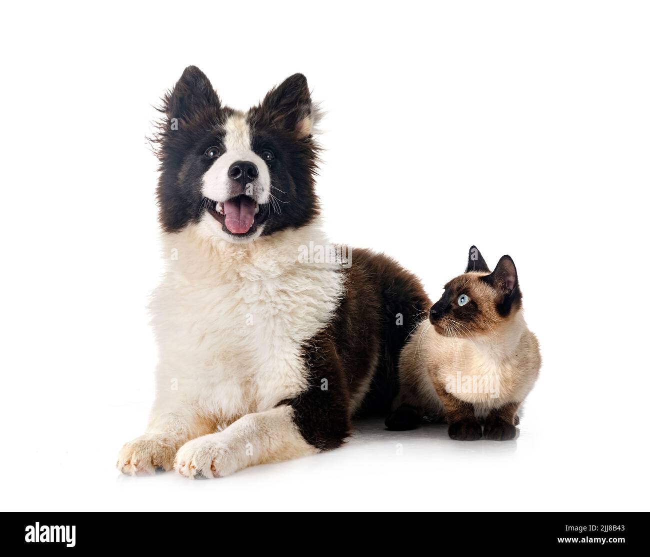 young Yakutian Laika and cat in front of white background Stock Photo ...