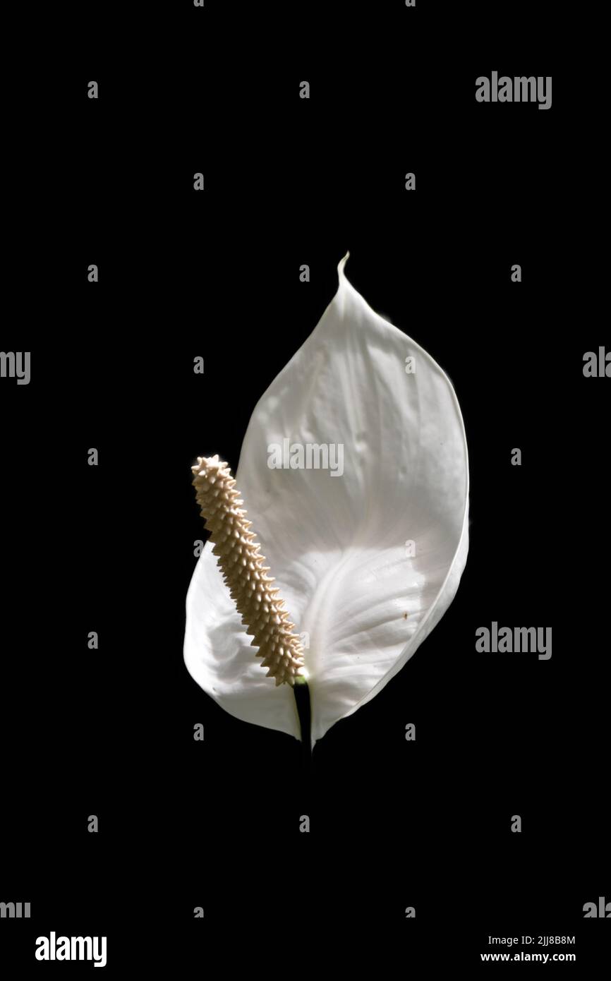 A vertical closeup of a white cob flower growing on a dark background ...