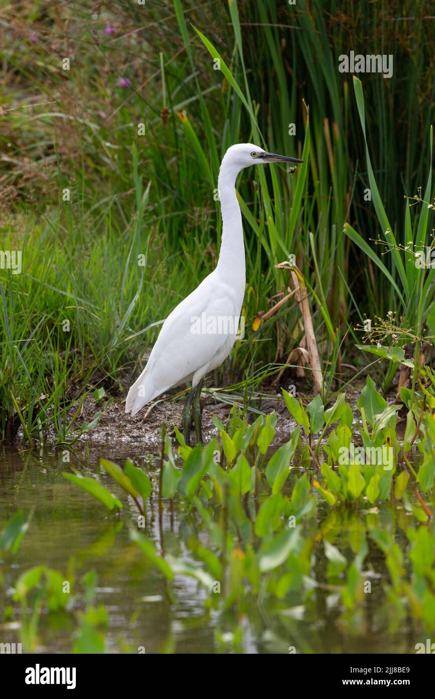 Little egret Egretta garzetta, foraging in shallow lagoon, Steart ...