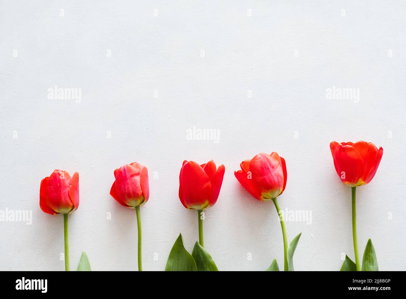 red tulips white background spring flower Stock Photo - Alamy