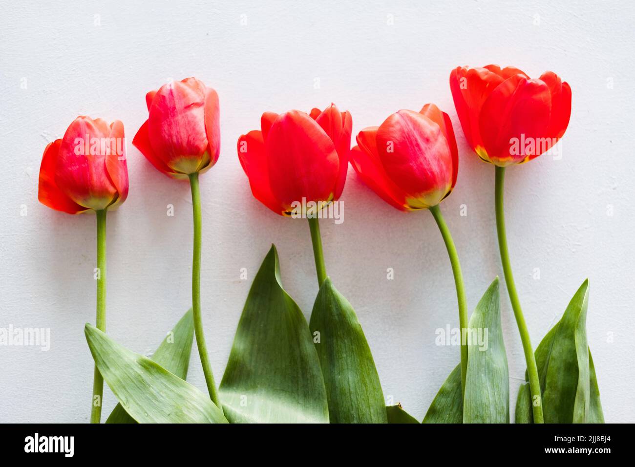 red tulips white background spring flower row Stock Photo - Alamy
