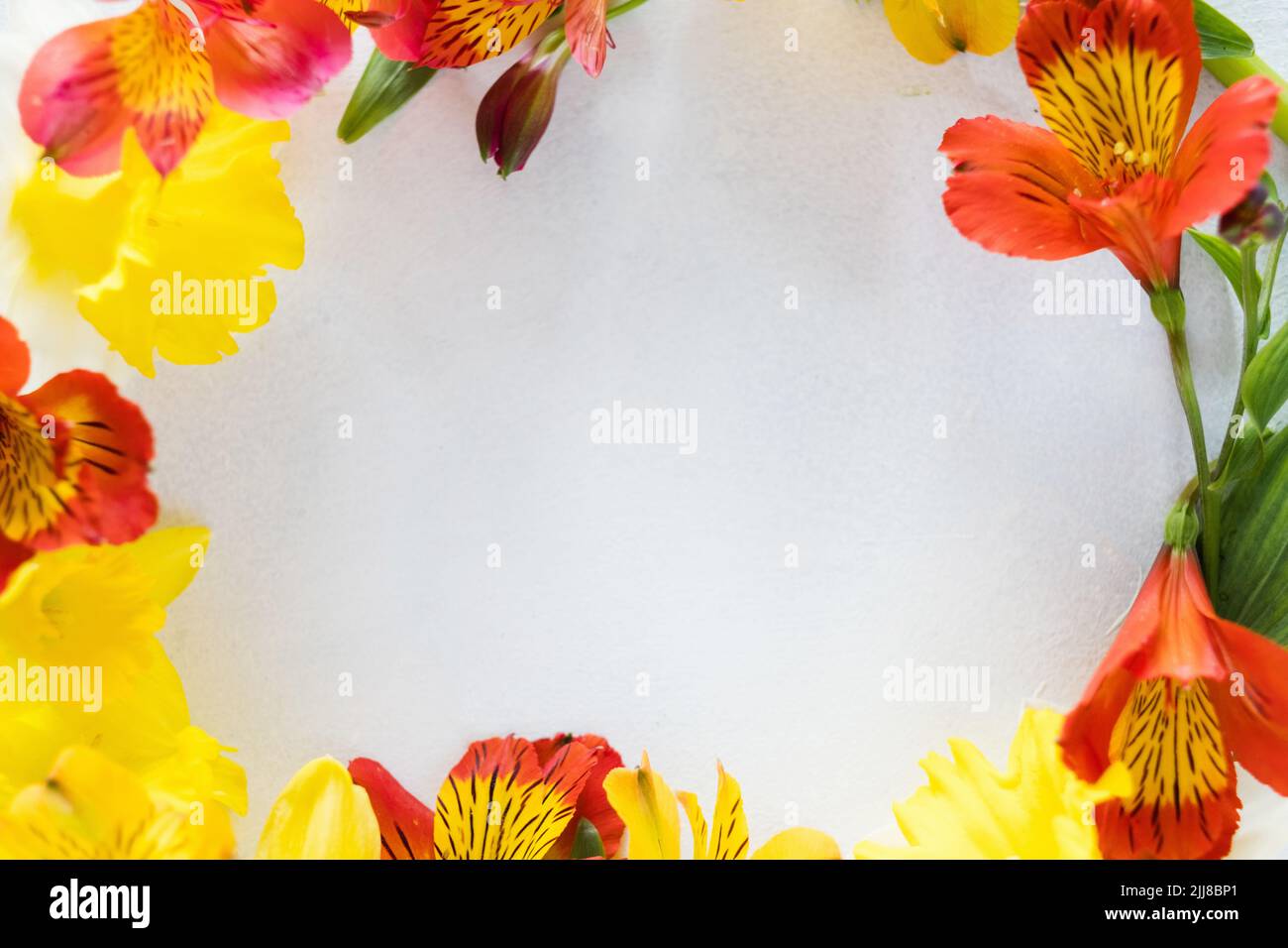 flower frame white background floral blossom Stock Photo - Alamy