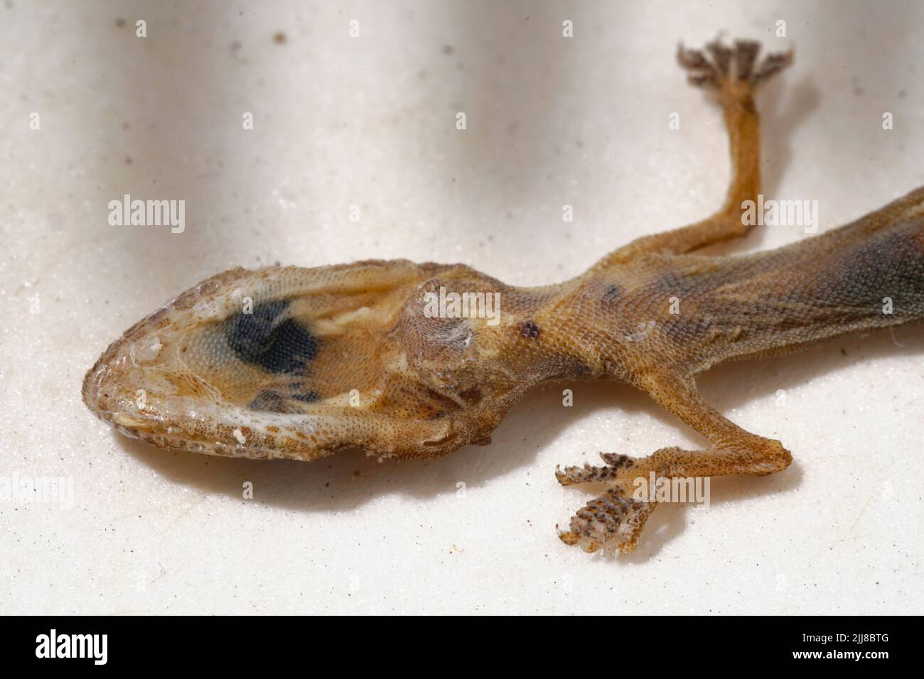 A top view of a Schlegel's Japanese gecko lying on a white surface ...