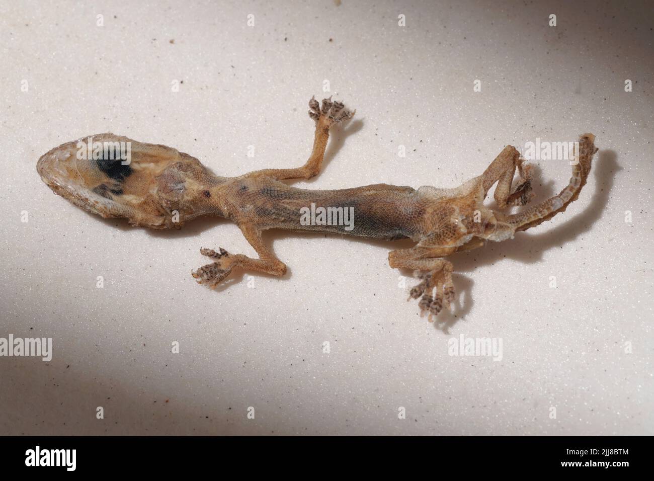 A top view of a Schlegel's Japanese gecko lying on a white surface ...