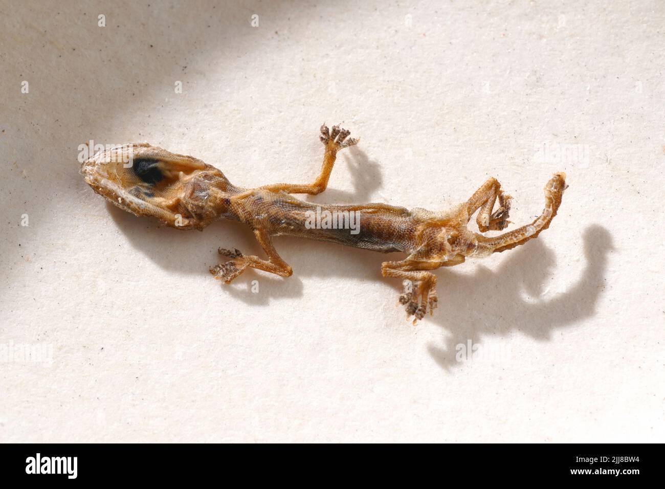 A top view of a Schlegel's Japanese gecko lying on a white surface ...