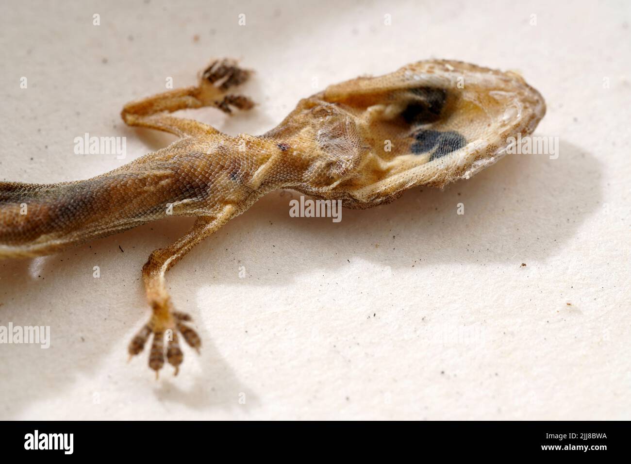 A top view of a Schlegel's Japanese gecko lying on a white surface ...