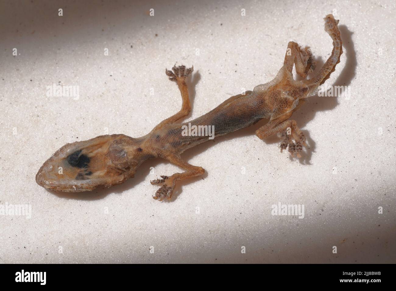 A top view of a Schlegel's Japanese gecko lying on a white surface ...