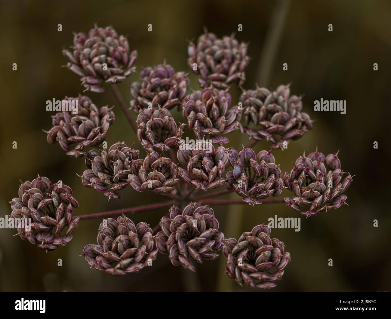 Hogweed plant seed head Stock Photo - Alamy