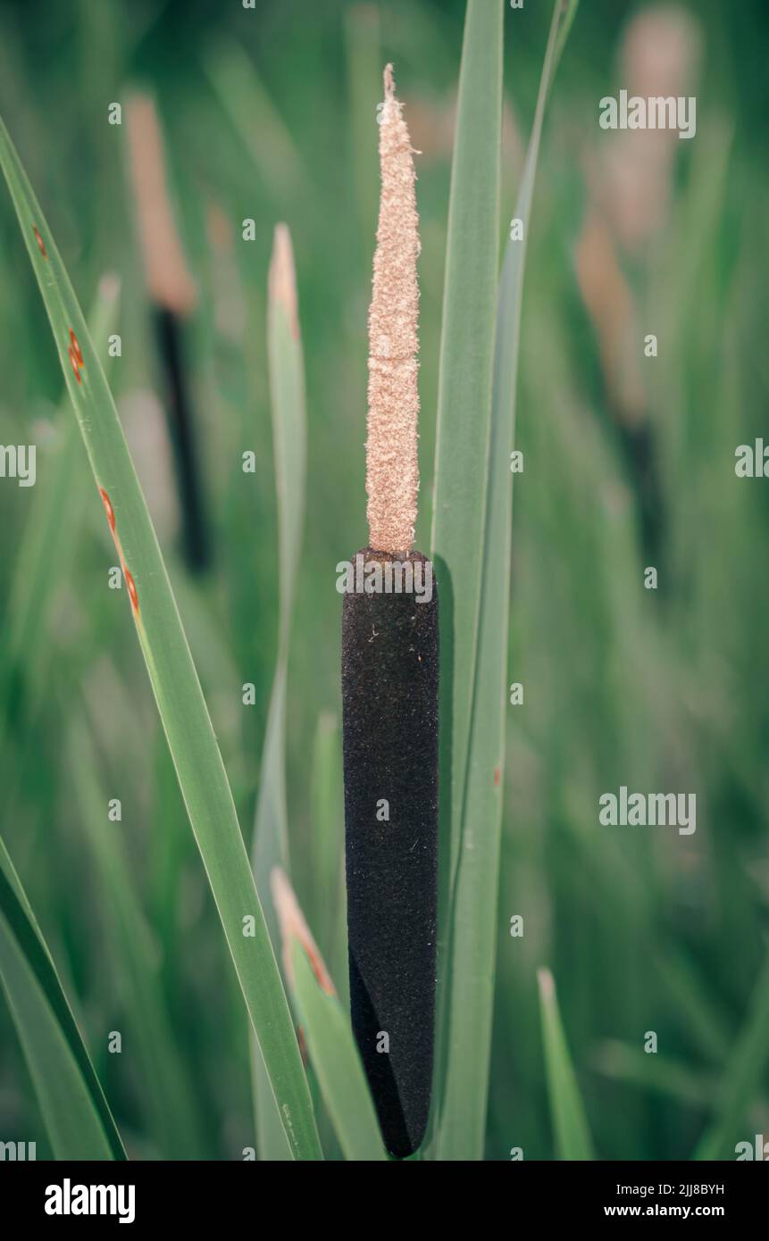 bulrush in a pond Stock Photo - Alamy
