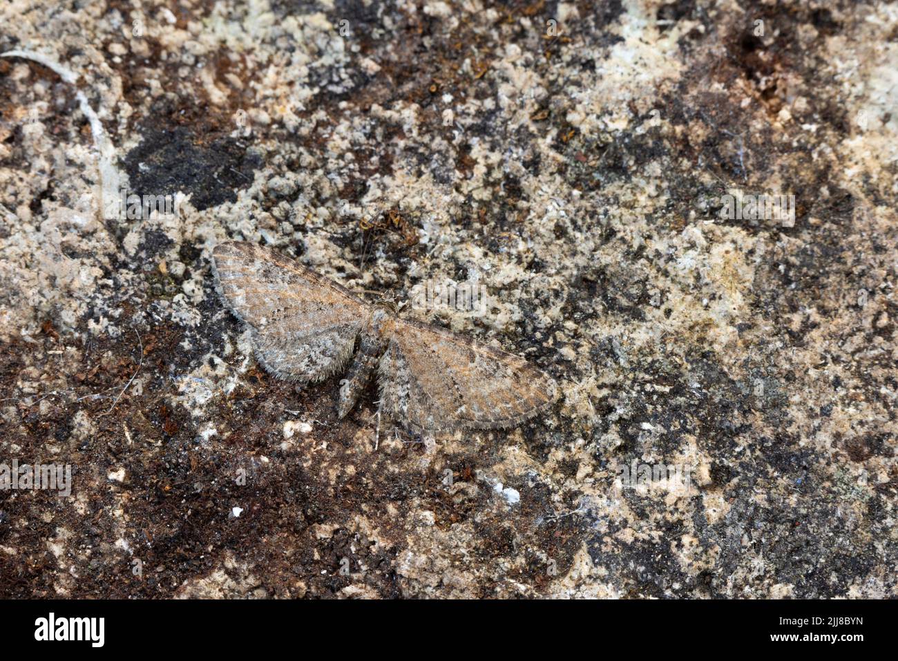 Oak-tree pug Eupithecia dodoneata, imago, roosting, Weston-Super-Mare ...