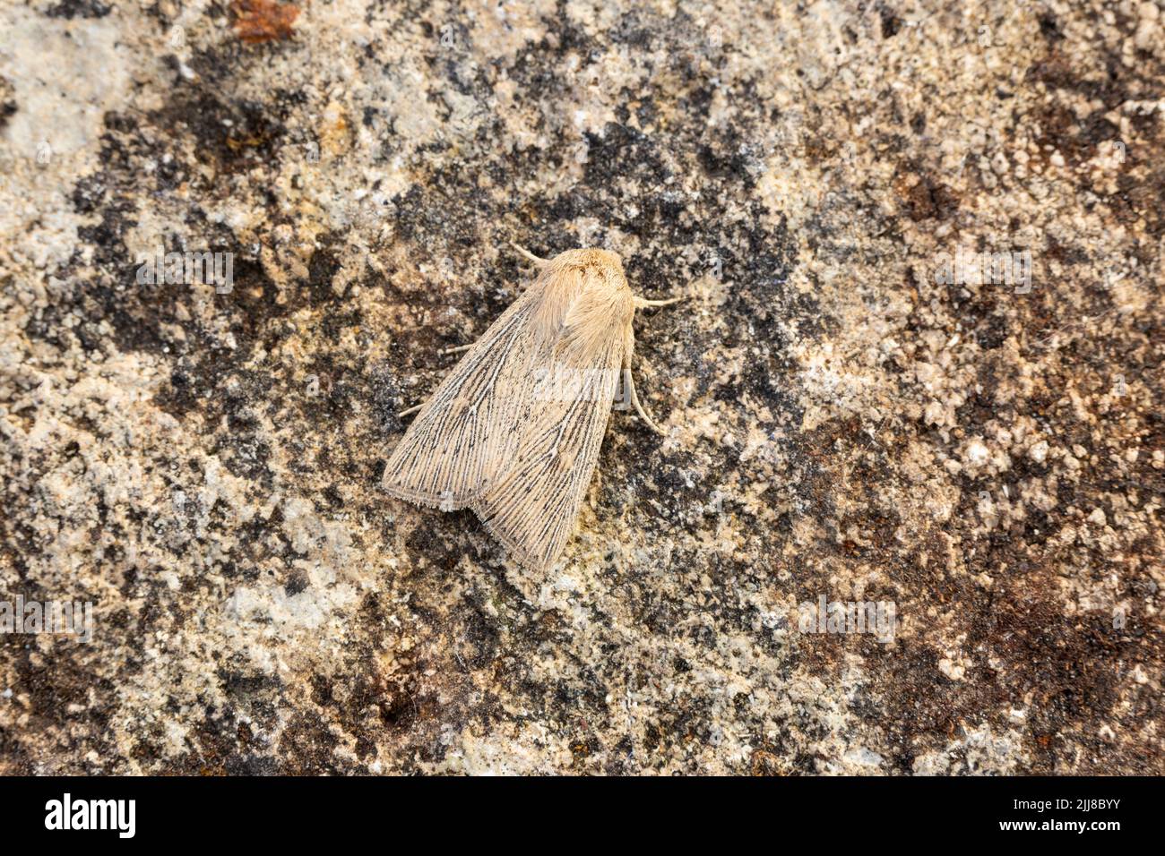 Obscure wainscot Mythimna obsoleta, imago, roosting, Weston-Super-Mare ...