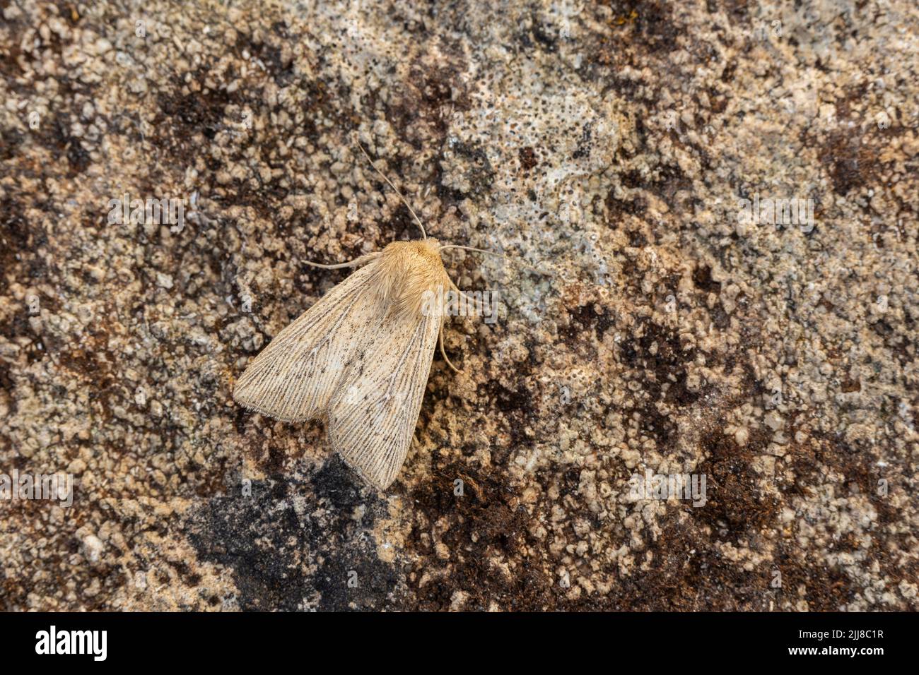 Mythimna obsoleta hi-res stock photography and images - Alamy