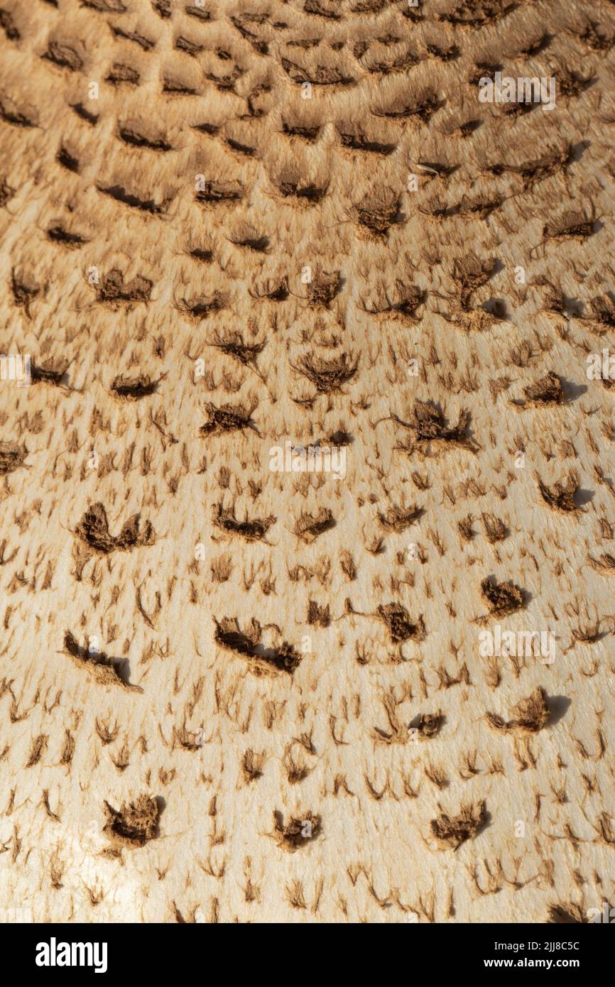 Parasol Macrolepiota procera, close-up of fruiting body, Bystock Pools ...