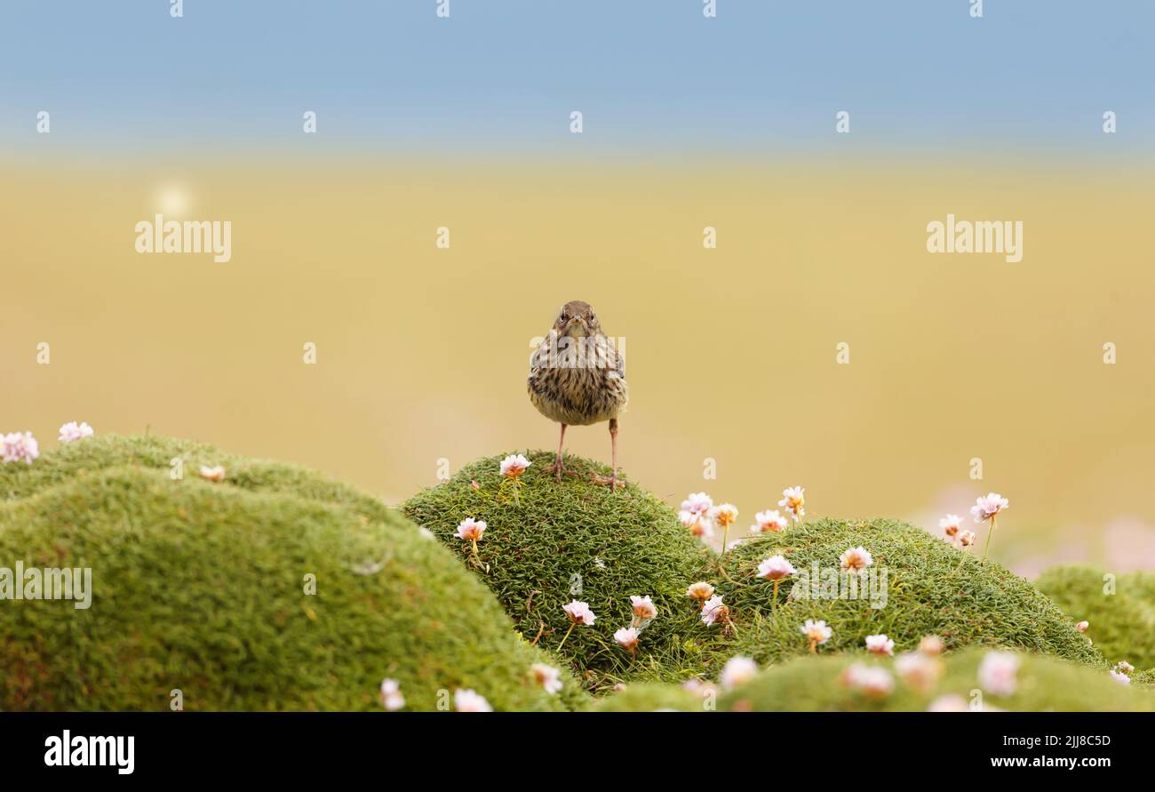 Meadow pink flowers hi-res stock photography and images - Alamy