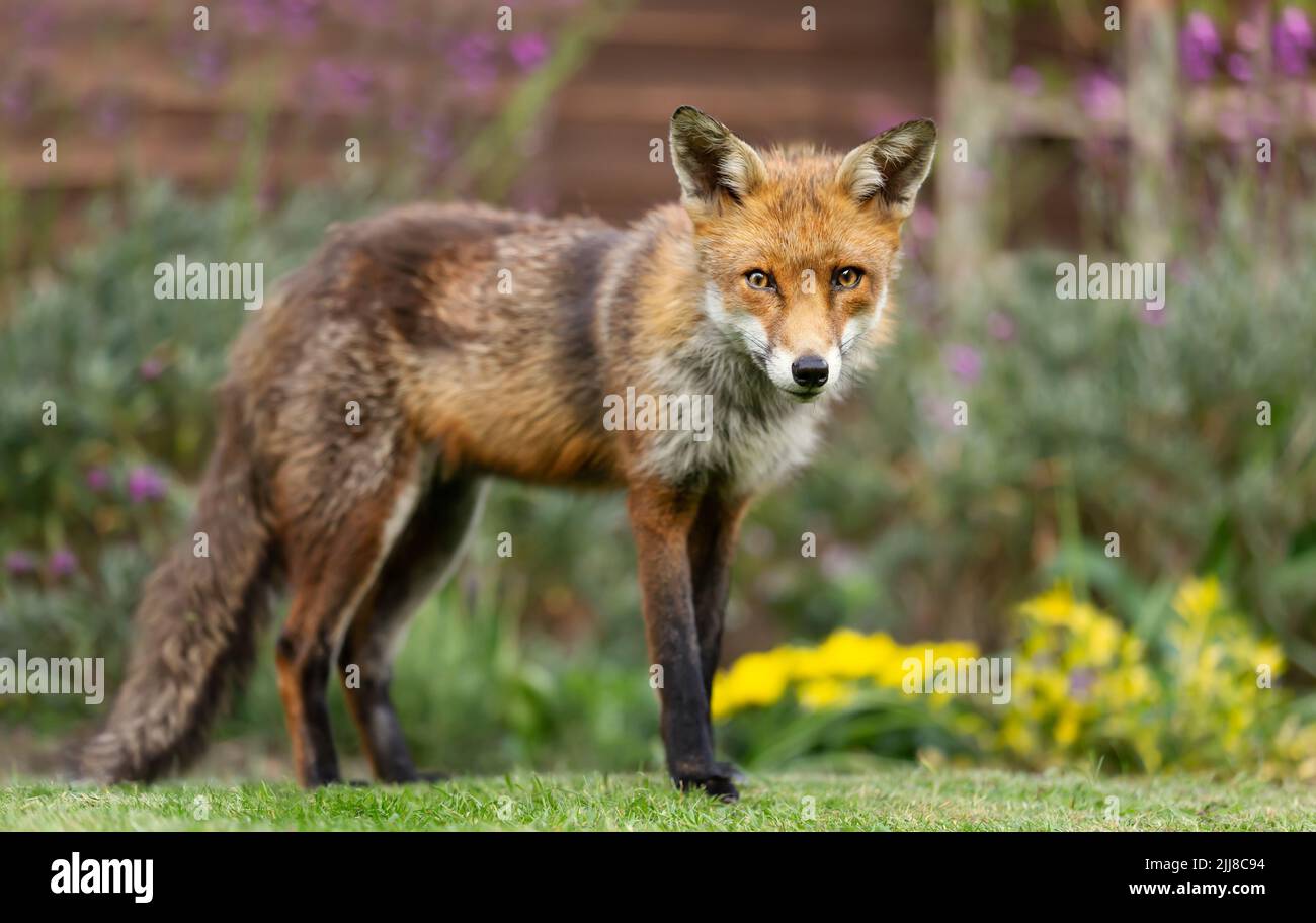 Fox grass garden hi-res stock photography and images - Alamy