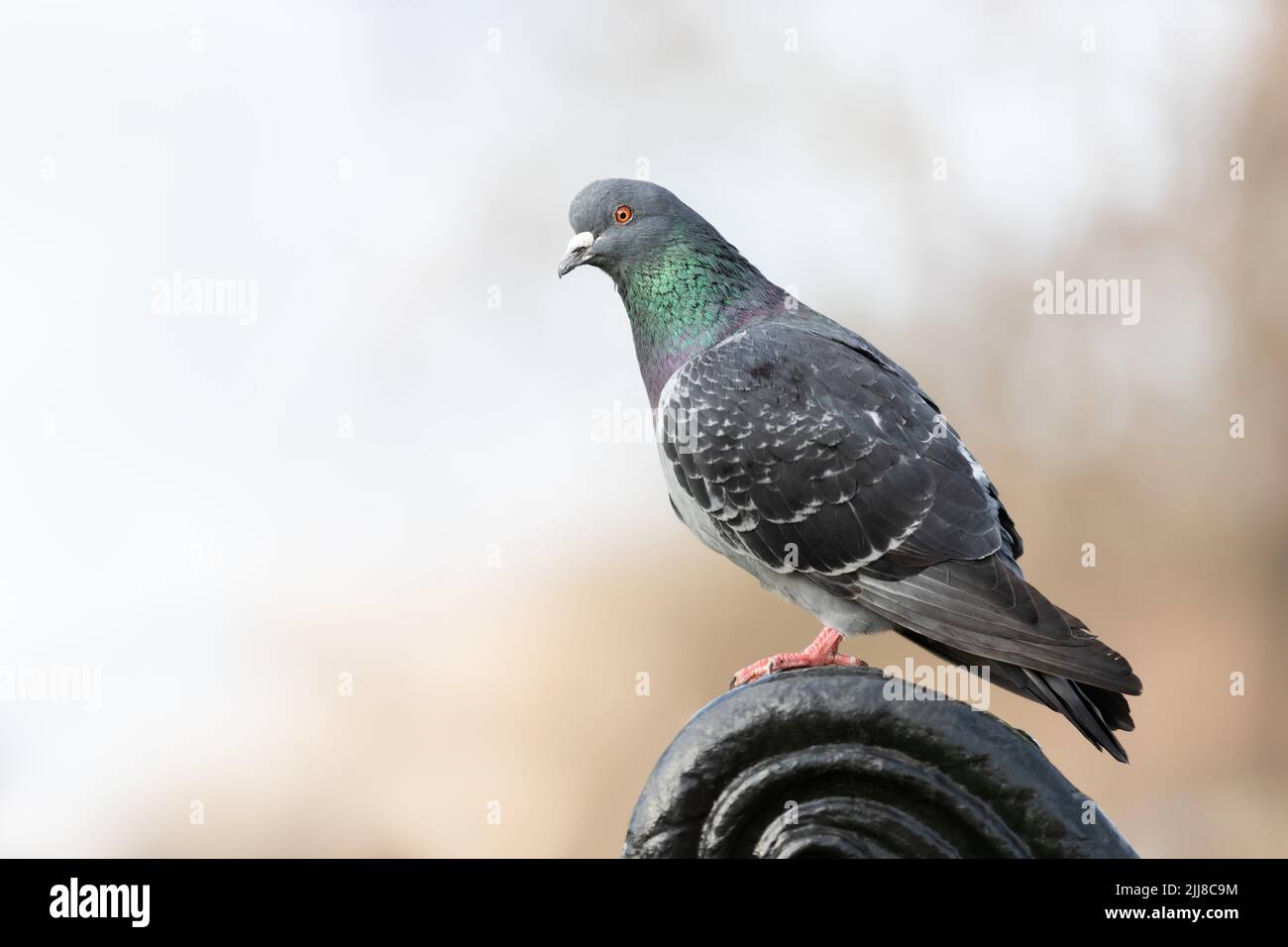Portrait of a Feral pigeon perched on a metal bench in a park, UK Stock ...