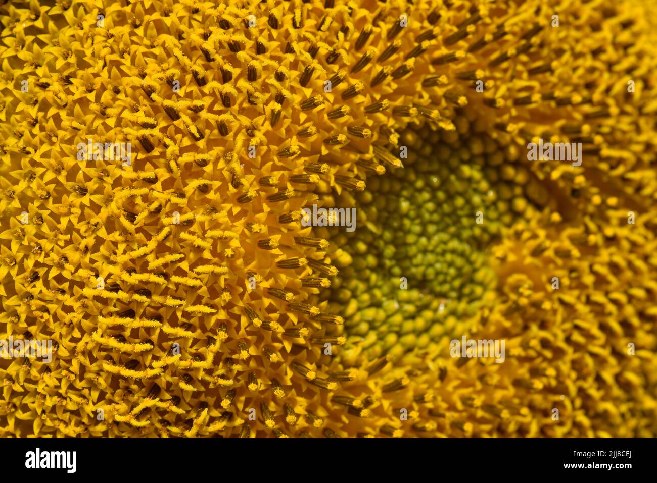 Sunflower seeds in sunflower head hi-res stock photography and images ...