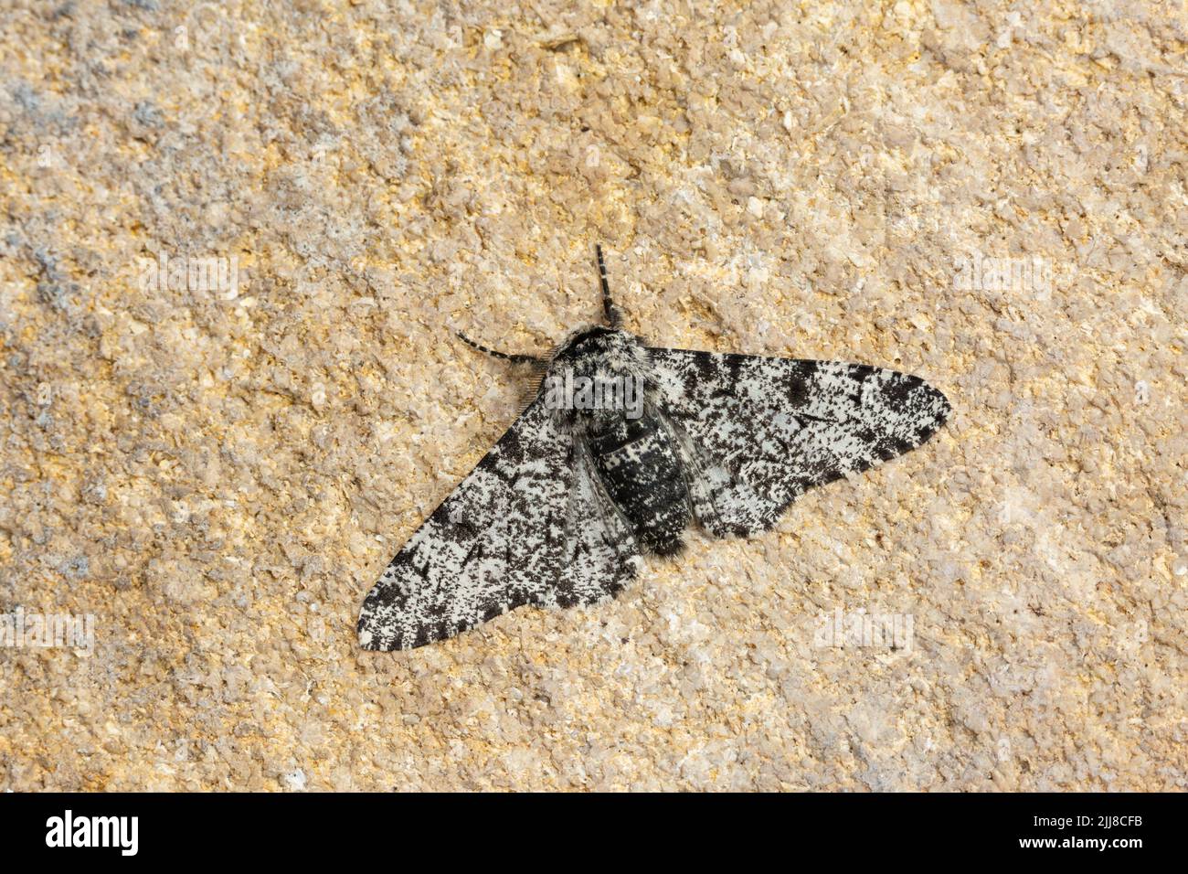 Peppered moth Biston betularia, imago, roosting, Weston-Super-Mare ...