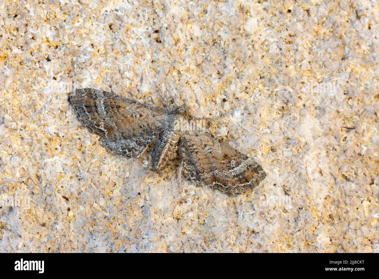Plain pug Eupithecia simpliciata, imago roosting, Weston-Super-Mare ...