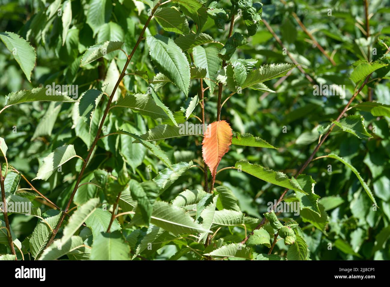 Singular branch hi-res stock photography and images - Alamy