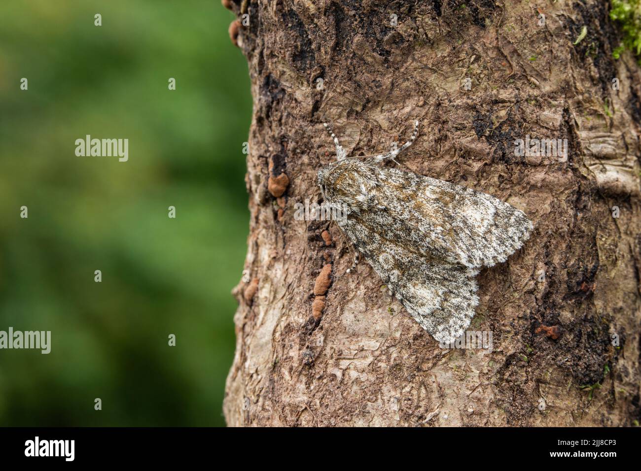 Poplar grey Acronicta megacephala, imago roosting on branch, Weston ...