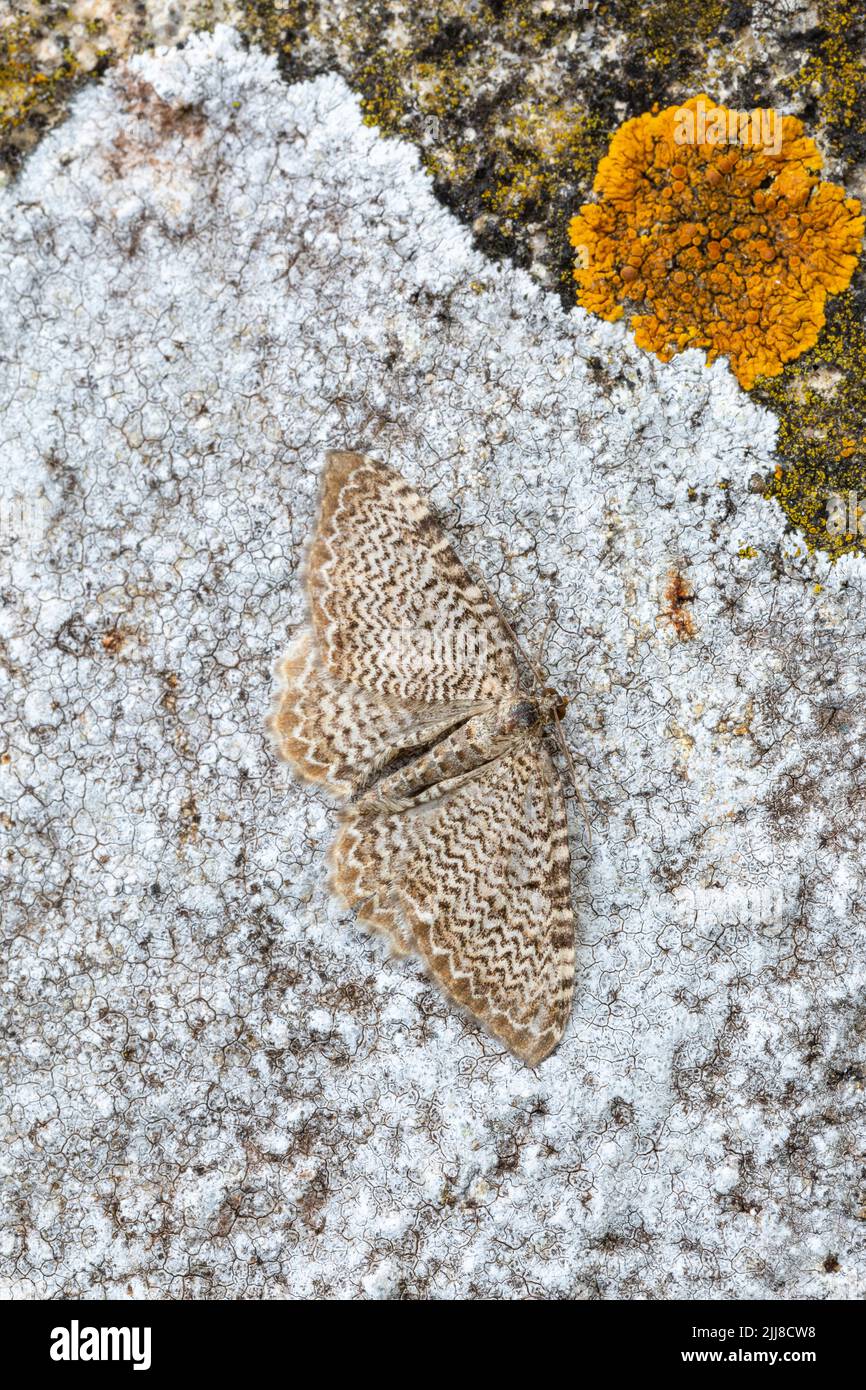 Scallop shell Rheumaptera undulata, imago roosting on lichen covered ...