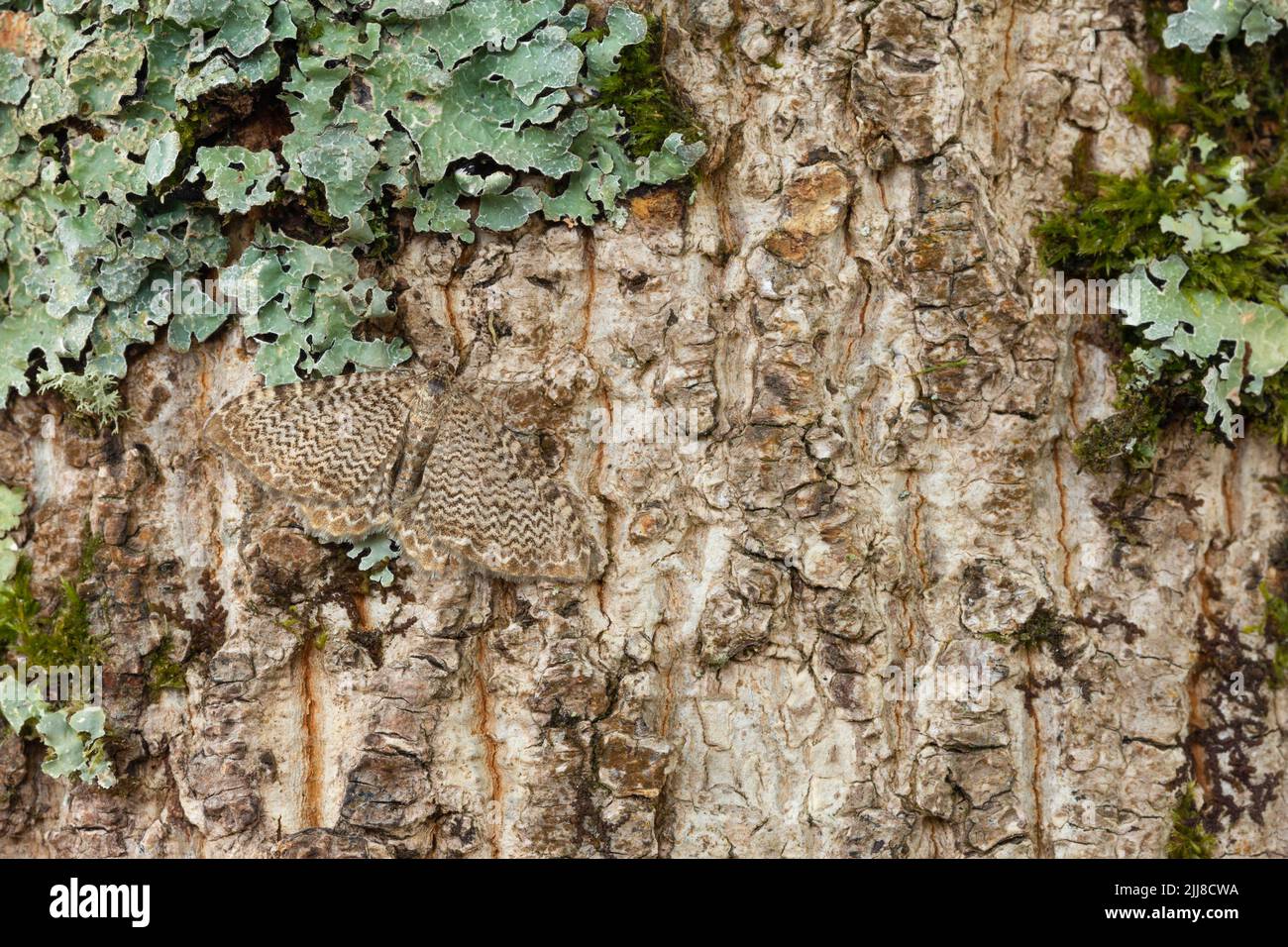 Scallop shell Rheumaptera undulata, imago roosting on tree bark ...