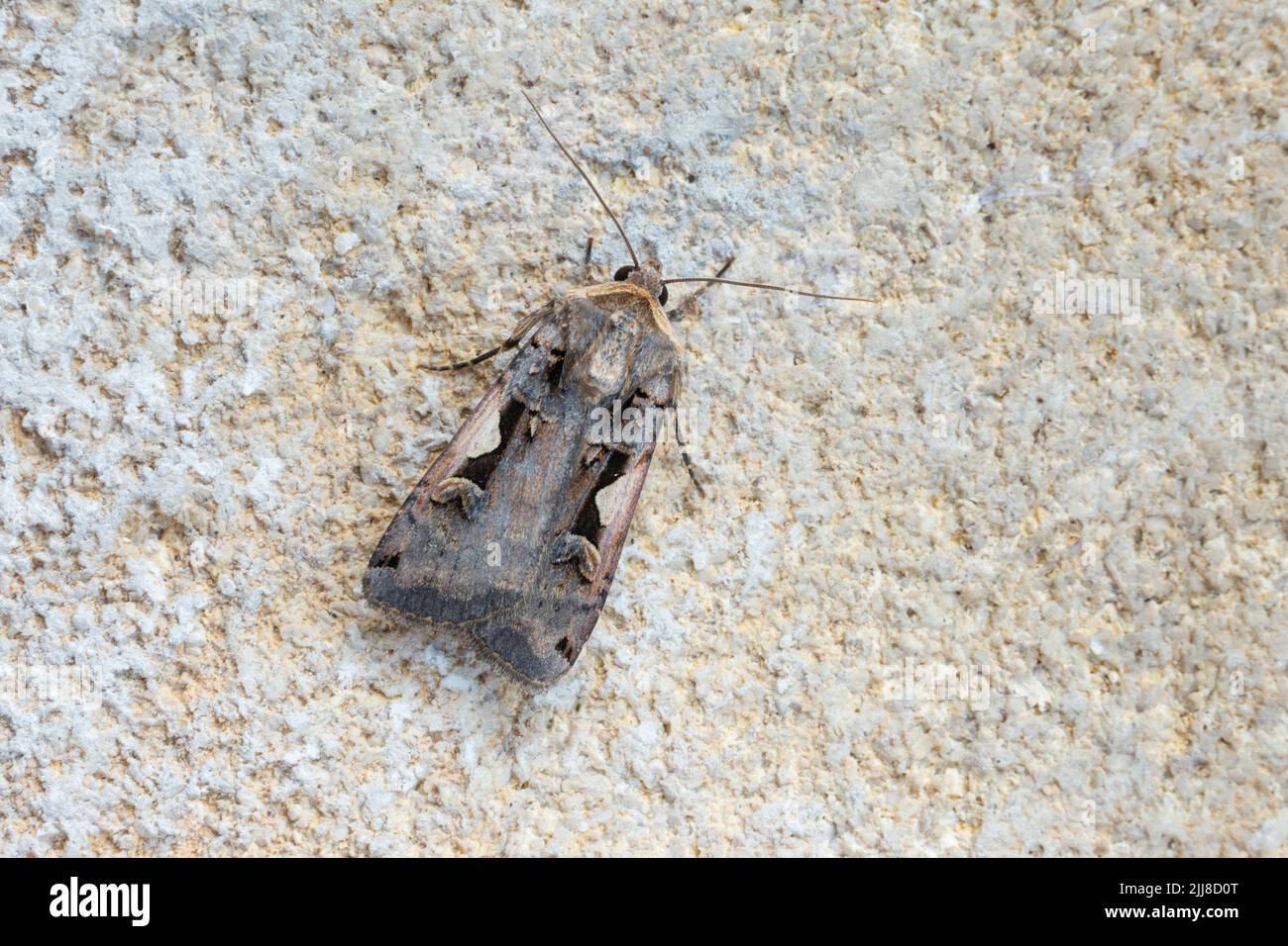 Setaceous hebrew character Xestia c-nigrum, imago, roosting, Weston ...
