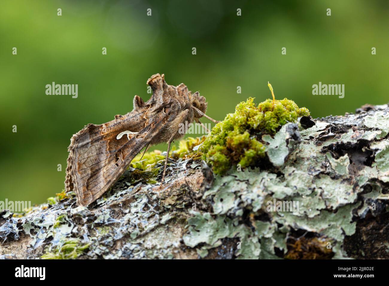 Silver y Autographa gamma, imago roosting on branch, Weston-Super-Mare ...
