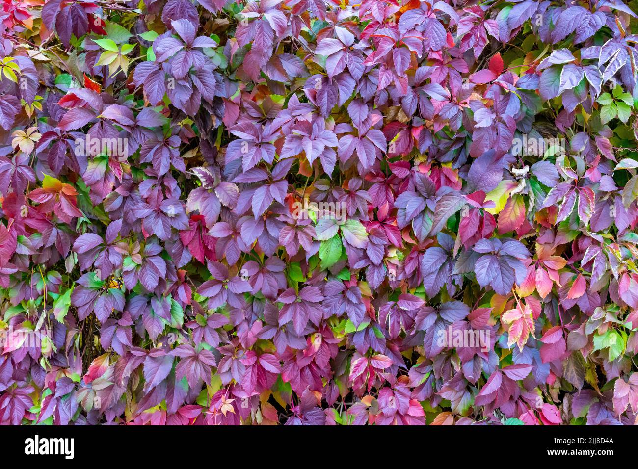 Botanical background of reddened autumn leaves of wild grapes .A place ...