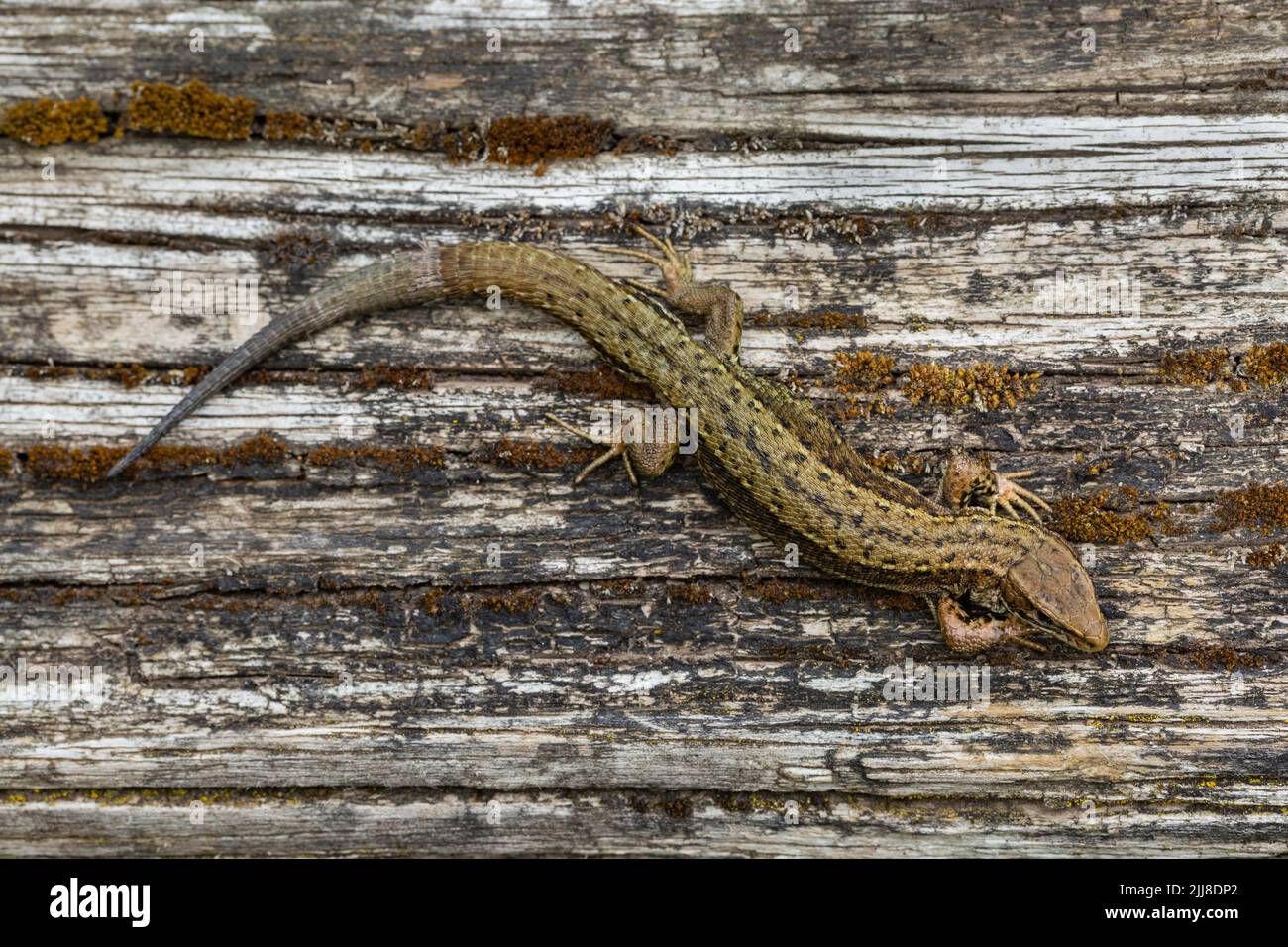 Dorsal view of lizard hi-res stock photography and images - Alamy