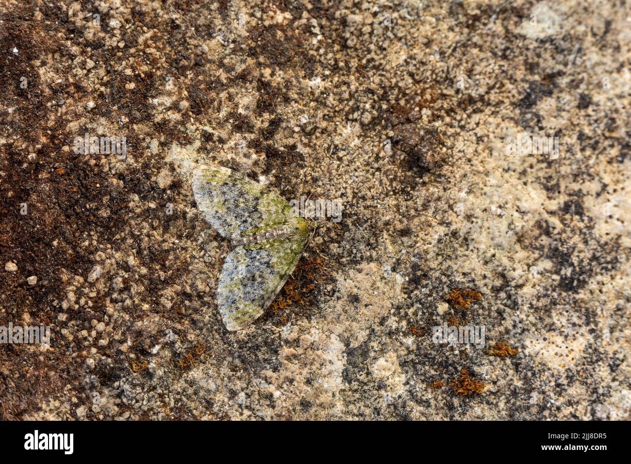 Yellow-barred brindle Acasis viretata, imago, roosting, Weston-Super ...