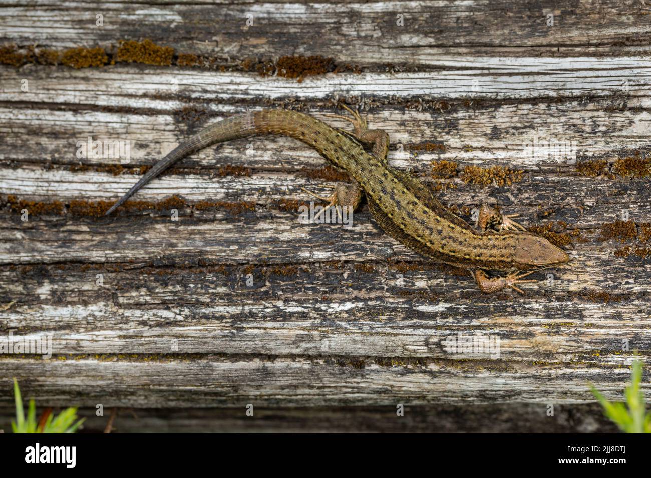 Vivparous lizard Zootoca vivipara, adult male resting on wooden fence ...