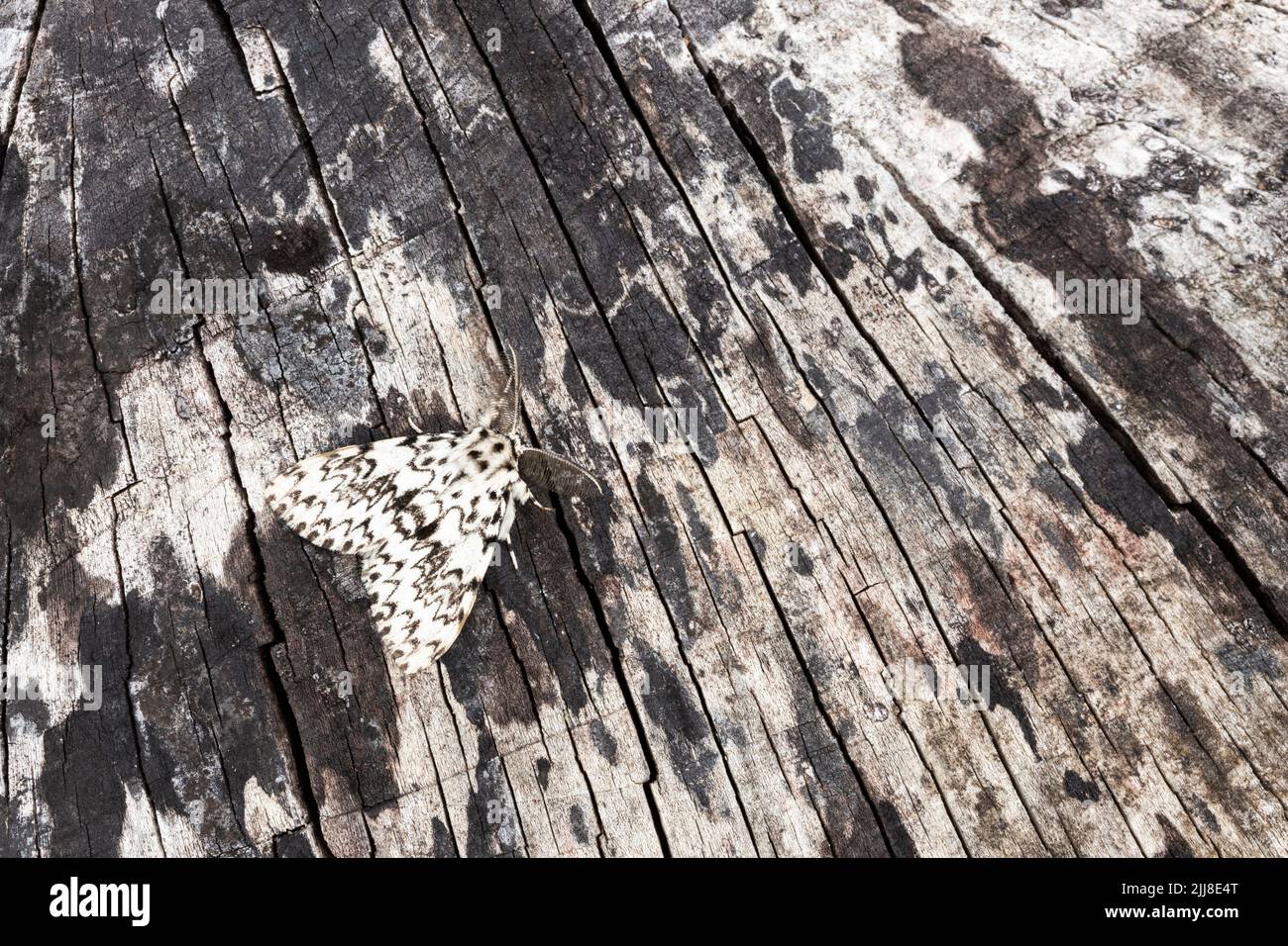 Black arches moth england hi-res stock photography and images - Alamy