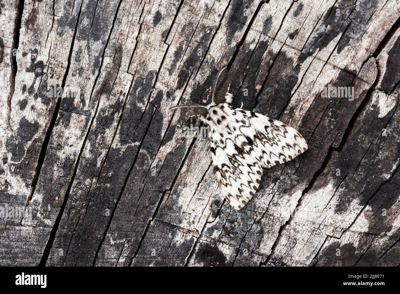 Black arches Lymantria monacha, imago, resting on textured wood, Middle ...