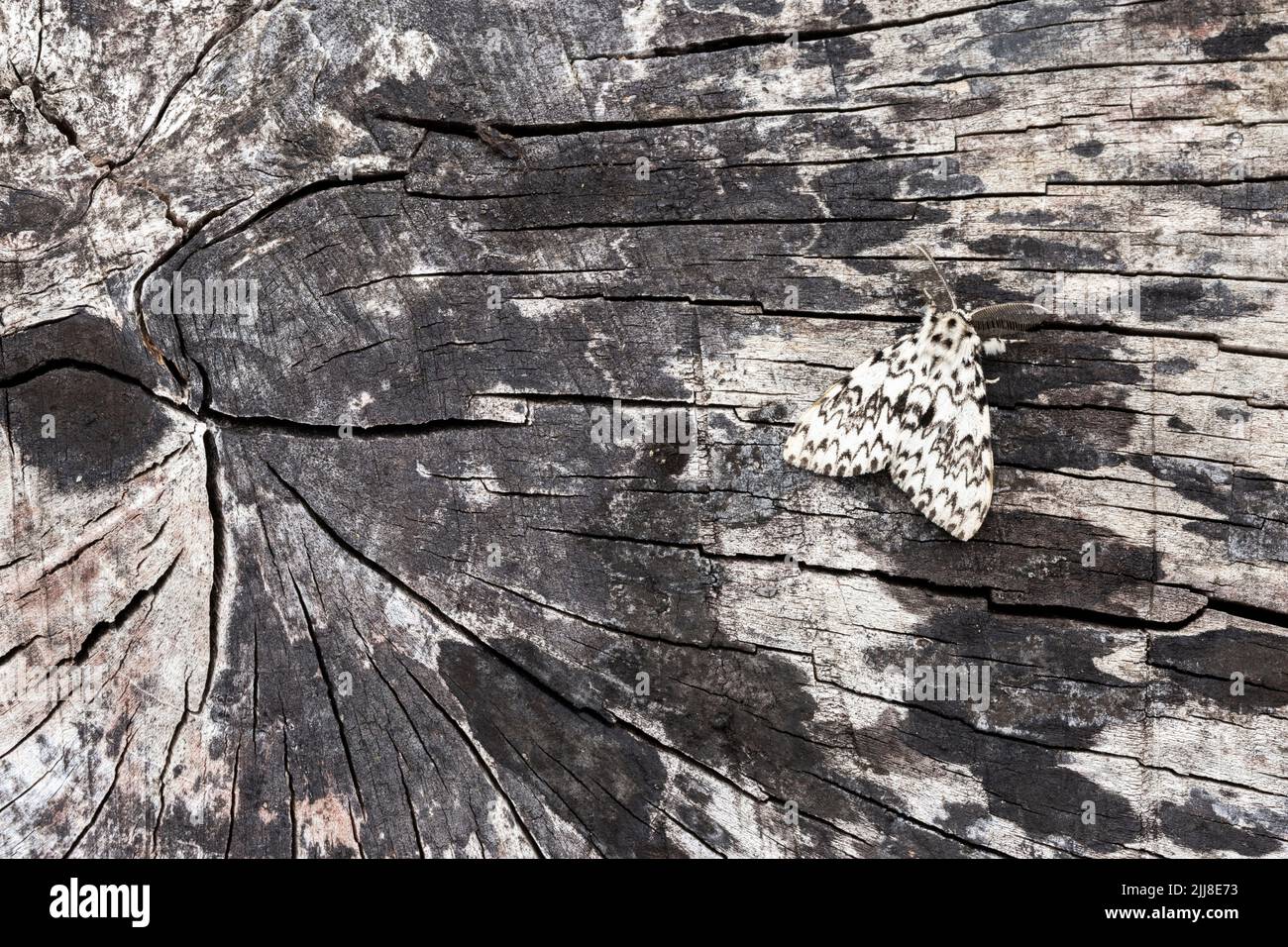 Black arches Lymantria monacha, imago, resting on textured wood, Middle ...