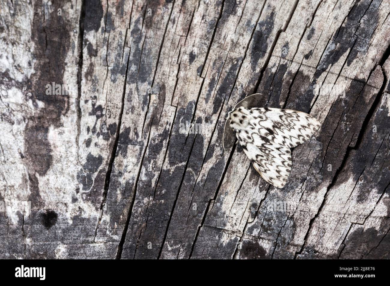 Black arches moth england hi-res stock photography and images - Alamy