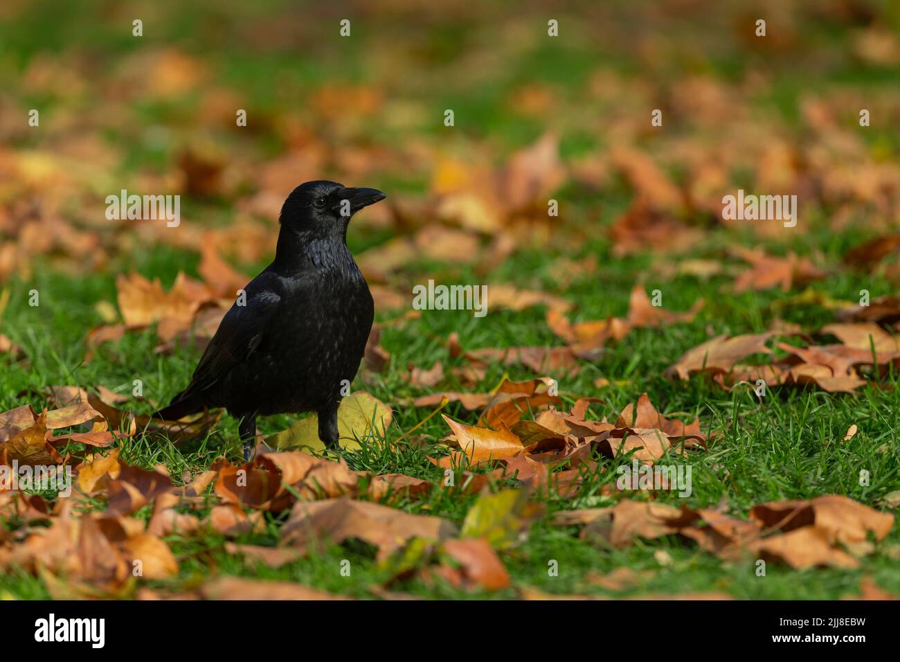 Carrion crow Corvus corone, foraging amonst fallen leaves, Hyde Park ...