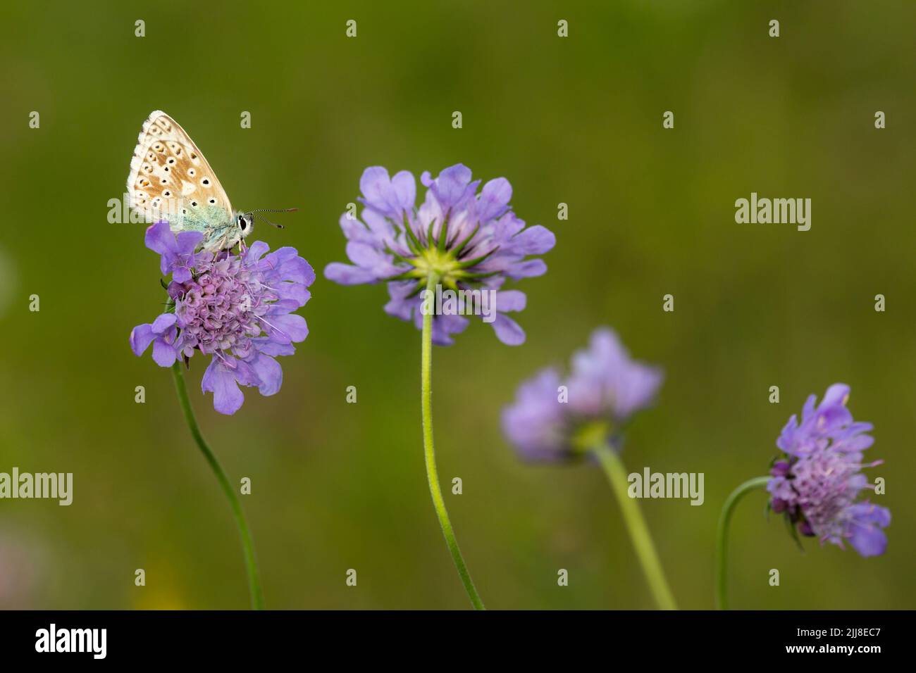 Chalkhill blue Lysandra coridon, adult male, roosting on Small scabious ...