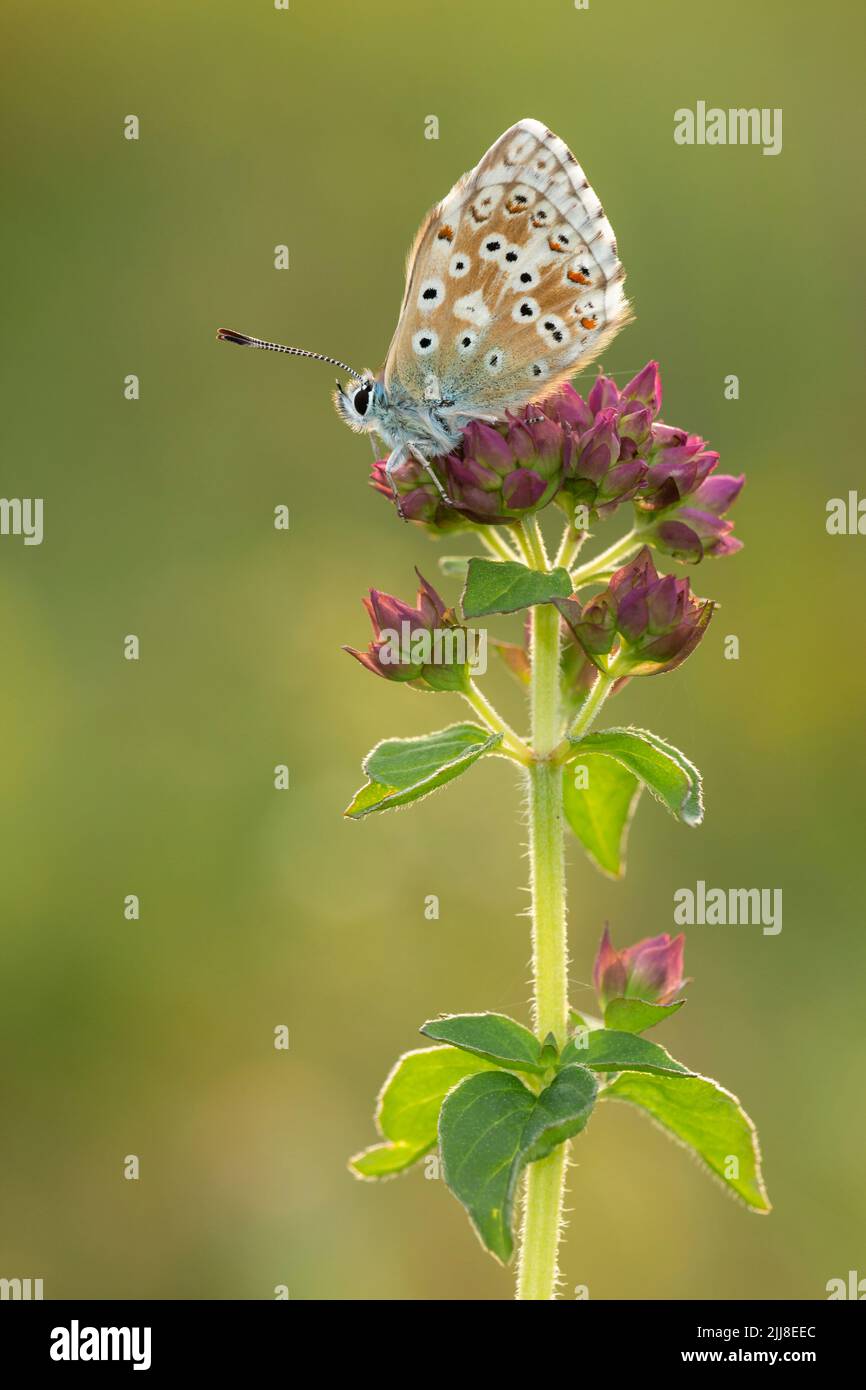 Chalkhill blue Lysandra coridon, adult male, roosting on Marjoram ...
