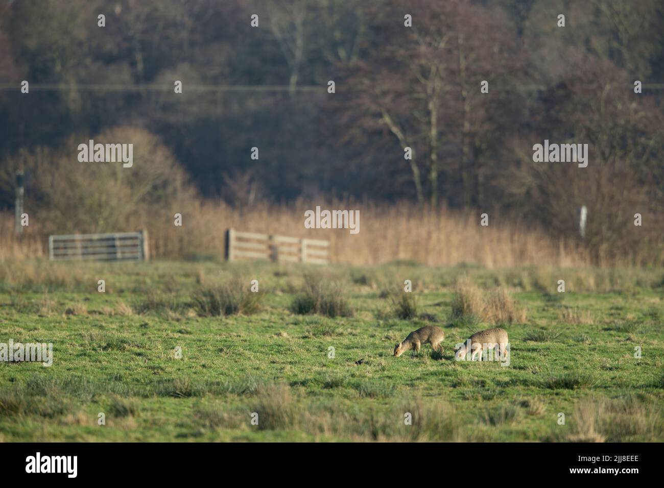 Chinese water deer Hydropotes inermis inermis, foraging on grassland ...
