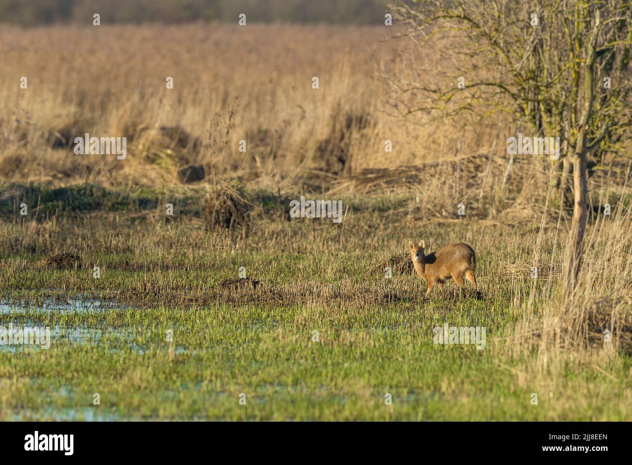 Chinese water deer Hydropotes inermis inermis, adult, foraging in marsh ...
