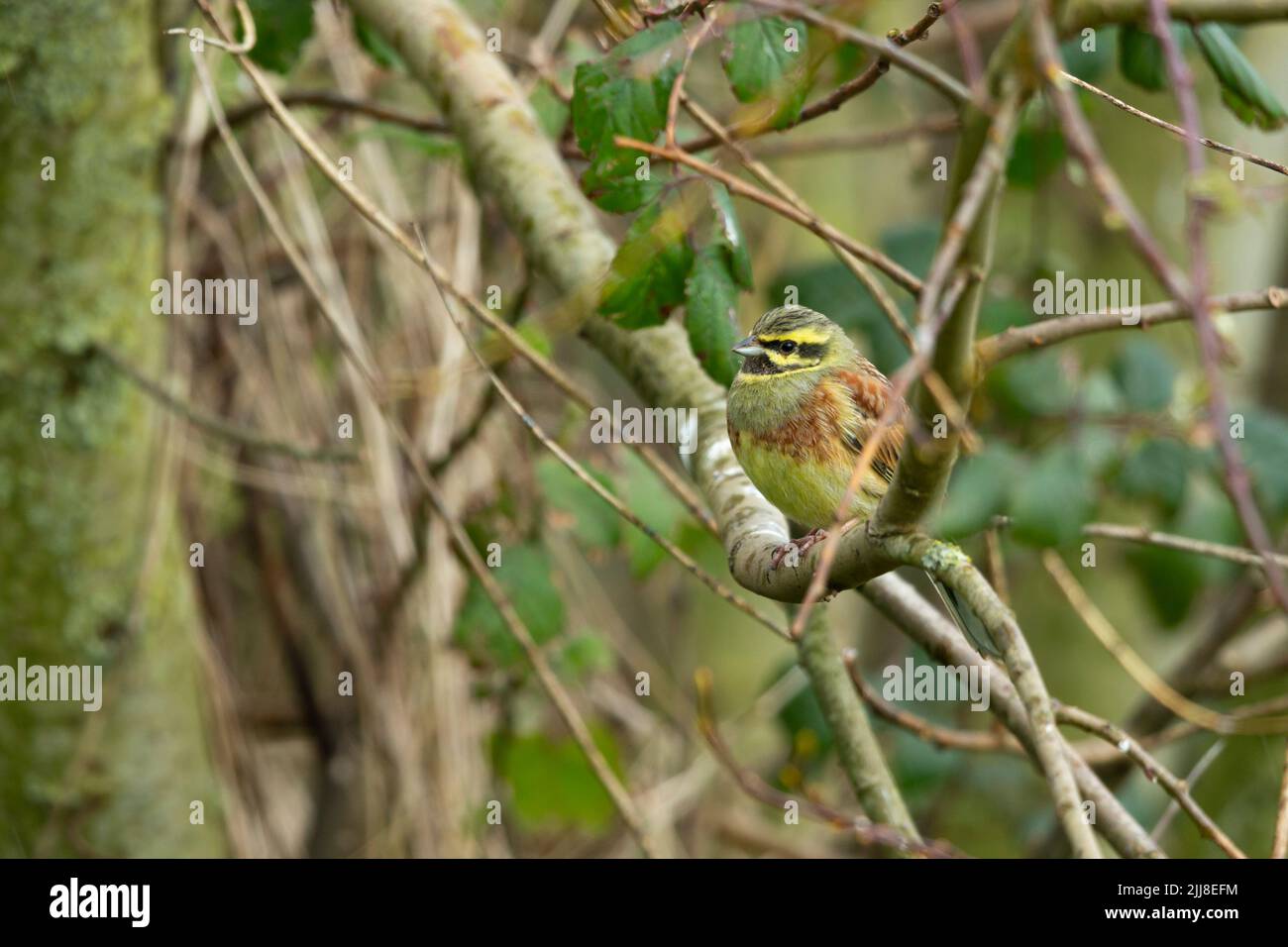 Cirl bunting Emberiza cirlus, adult male, perched in bramble thicket ...