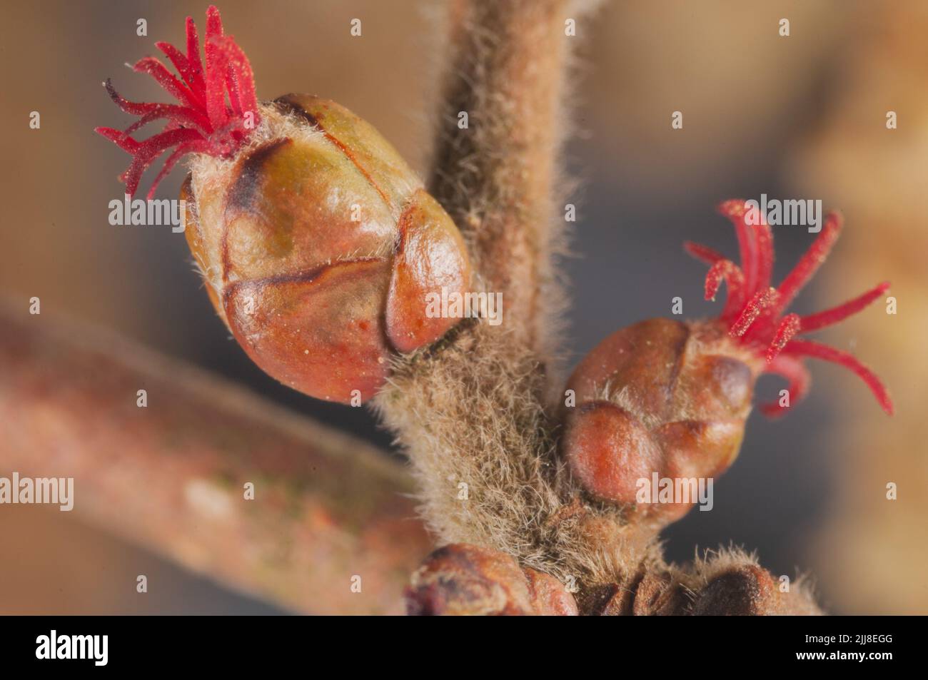 Hazel (Corylus avellana) tree flowers Stock Photo - Alamy